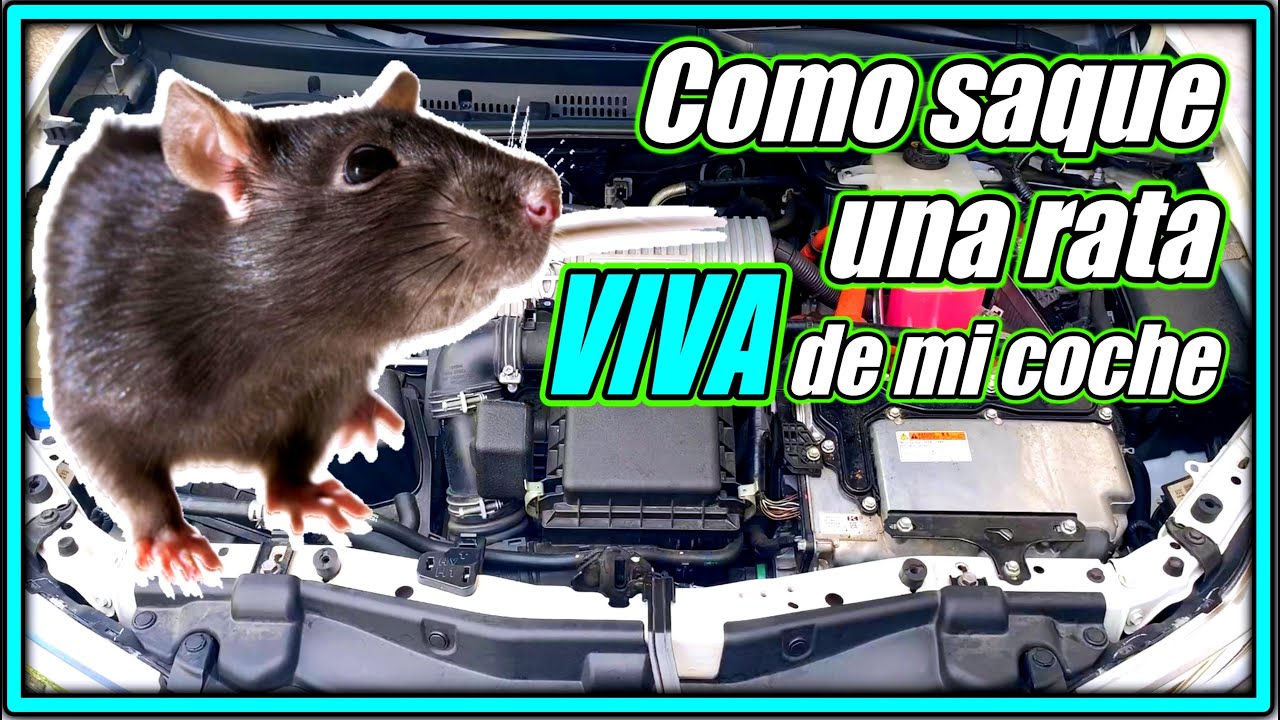 Cómo ahuyentar ratas del motor de un coche 】 - El mundo del motor